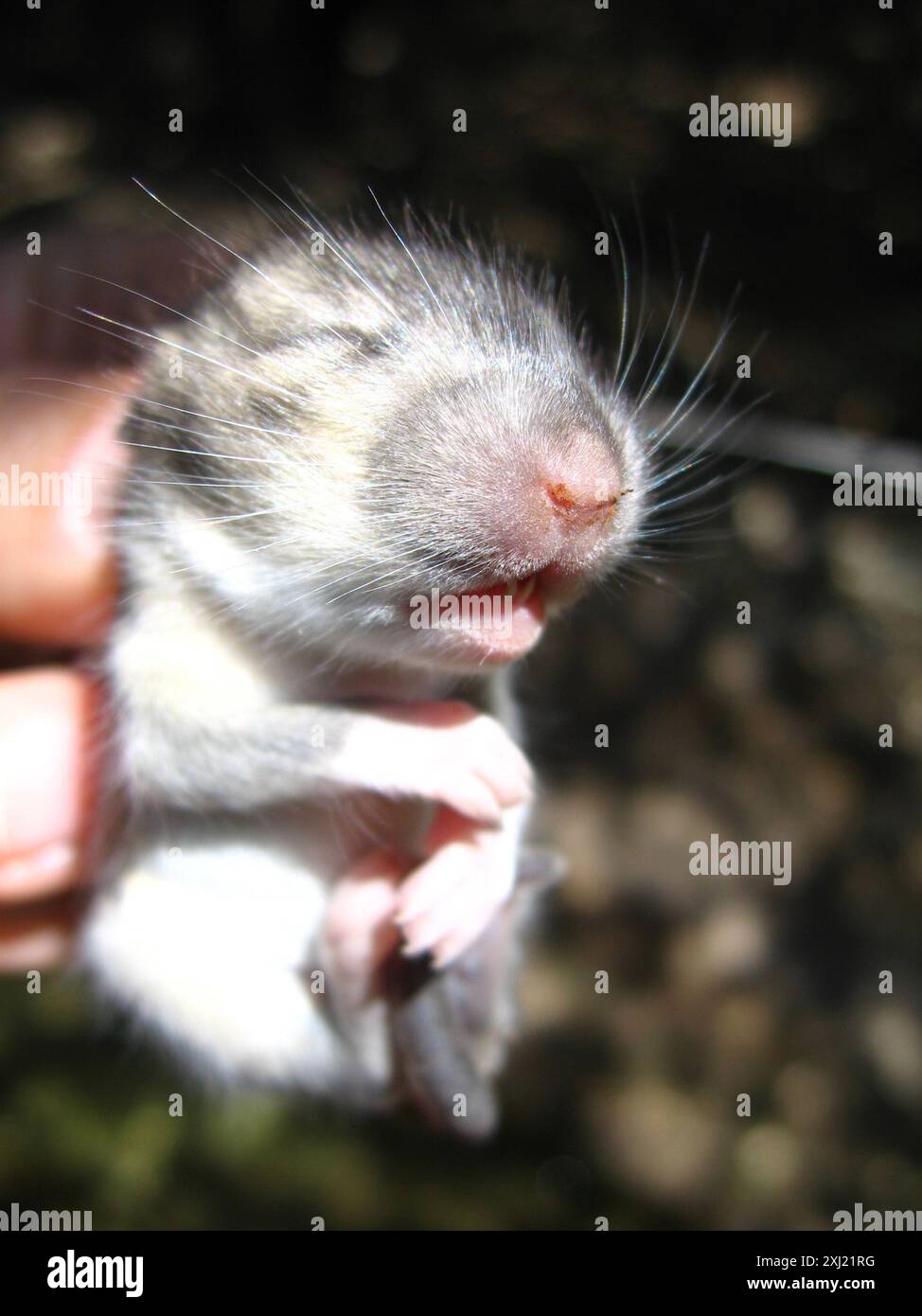 Hamsters, Voles, Lemmings, and Allies (Cricetidae) Mammalia Stock Photo ...
