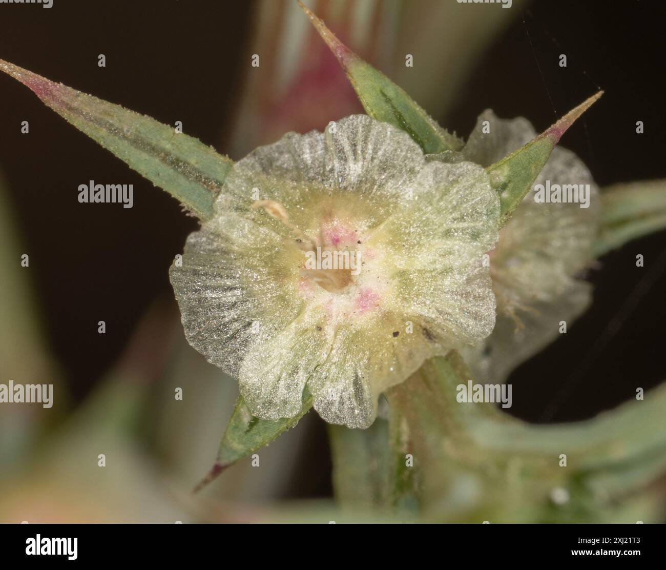 Southern Russian Thistle (Salsola australis) Plantae Stock Photo - Alamy
