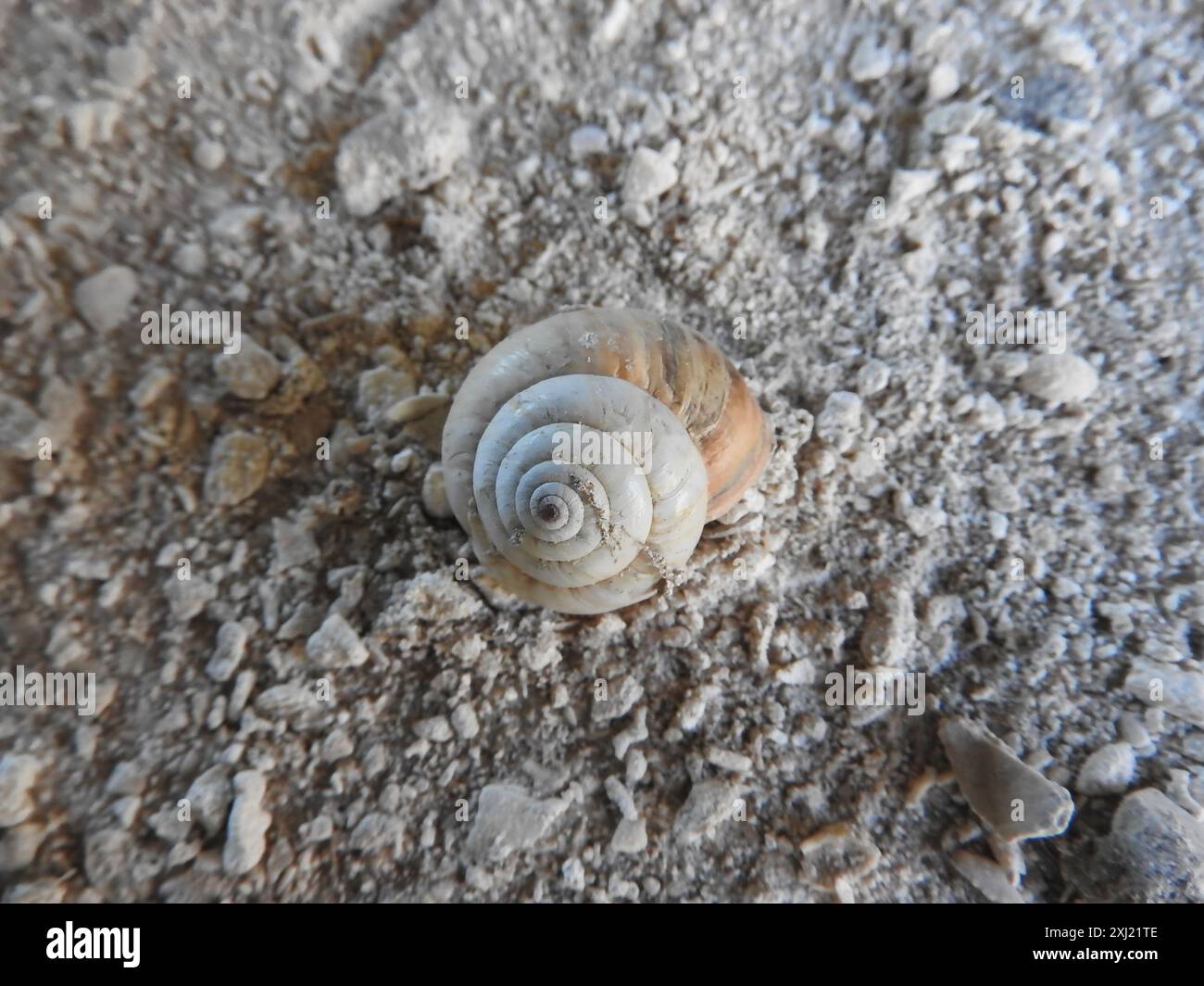 Gastropods (Gastropoda) Mollusca Stock Photo - Alamy