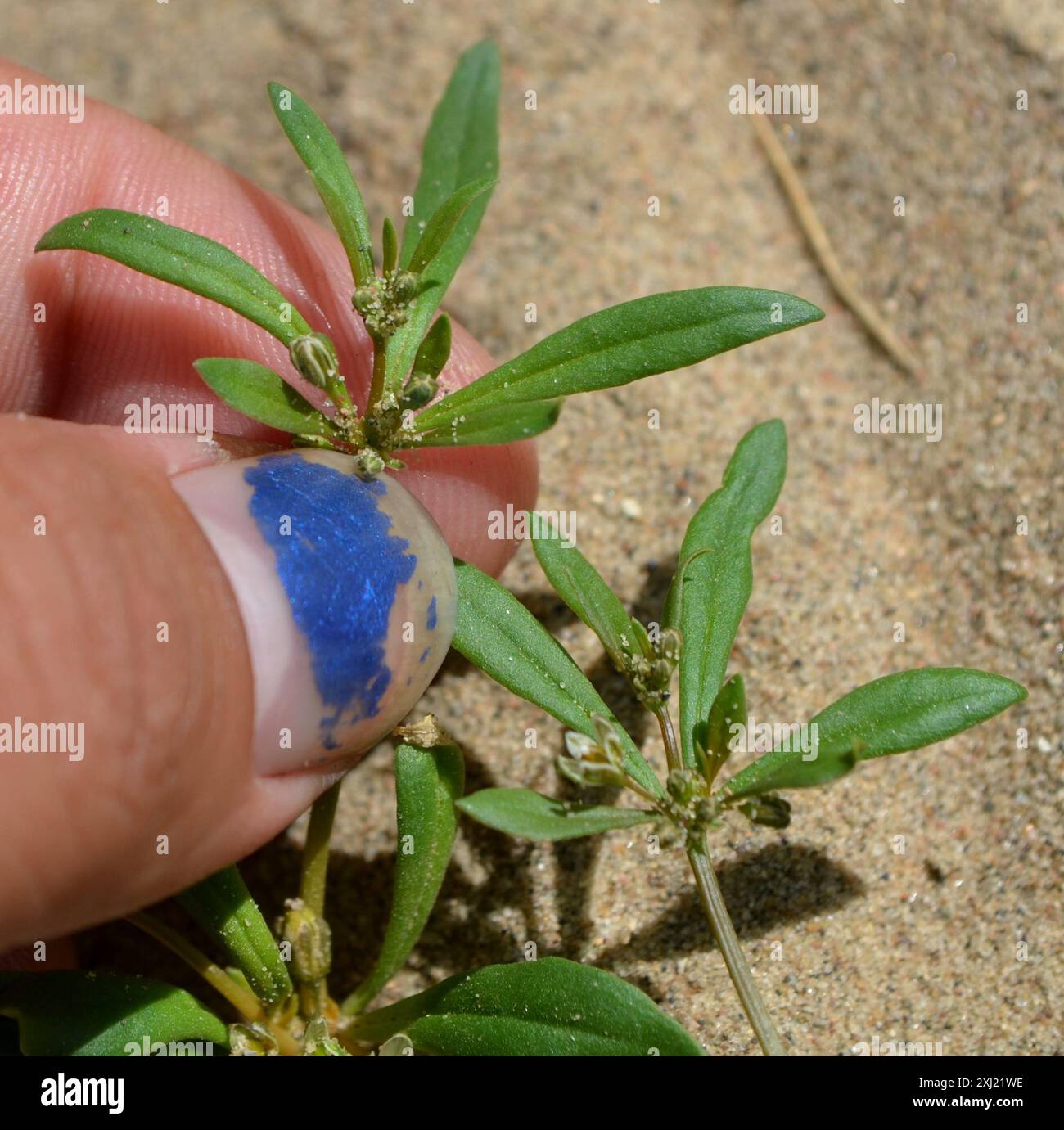 green carpetweed (Mollugo verticillata) Plantae Stock Photo - Alamy