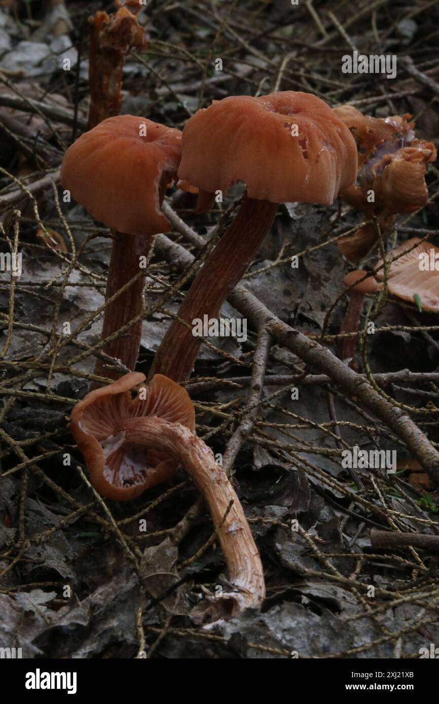Bicoloured Deceiver (Laccaria bicolor) Fungi Stock Photo - Alamy