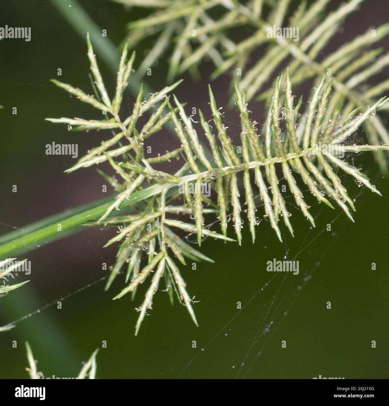 Fragrant flatsedge (Cyperus odoratus) Plantae Stock Photo - Alamy