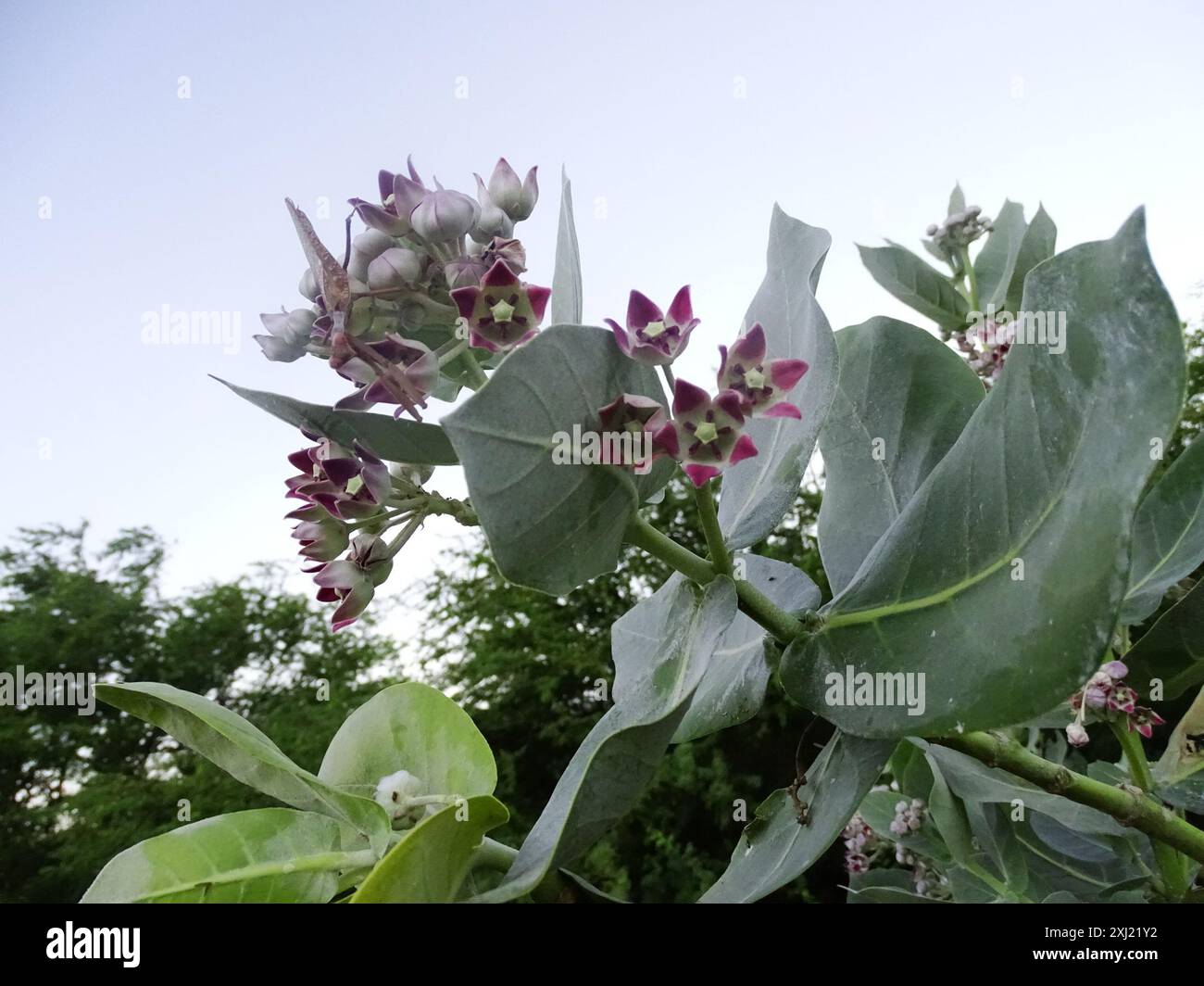 giant milkweed (Calotropis procera) Plantae Stock Photo - Alamy