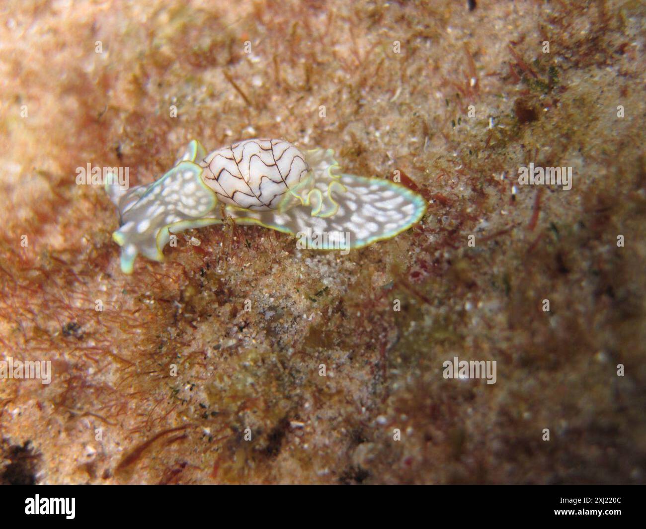 (Micromelo scriptus) Mollusca Stock Photo - Alamy