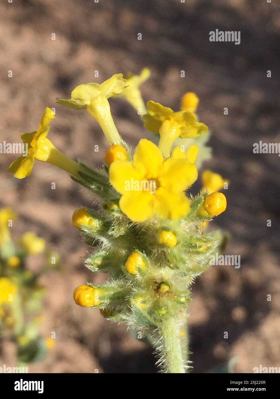 Yellow-flowered Cryptantha (Oreocarya confertiflora) Plantae Stock ...