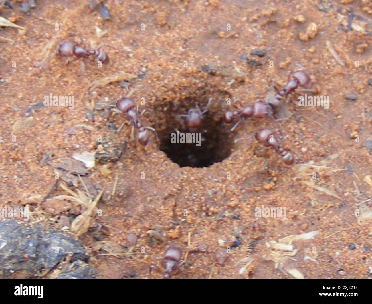 Red Fierce ant (Tetramorium setuliferum) Insecta Stock Photo - Alamy