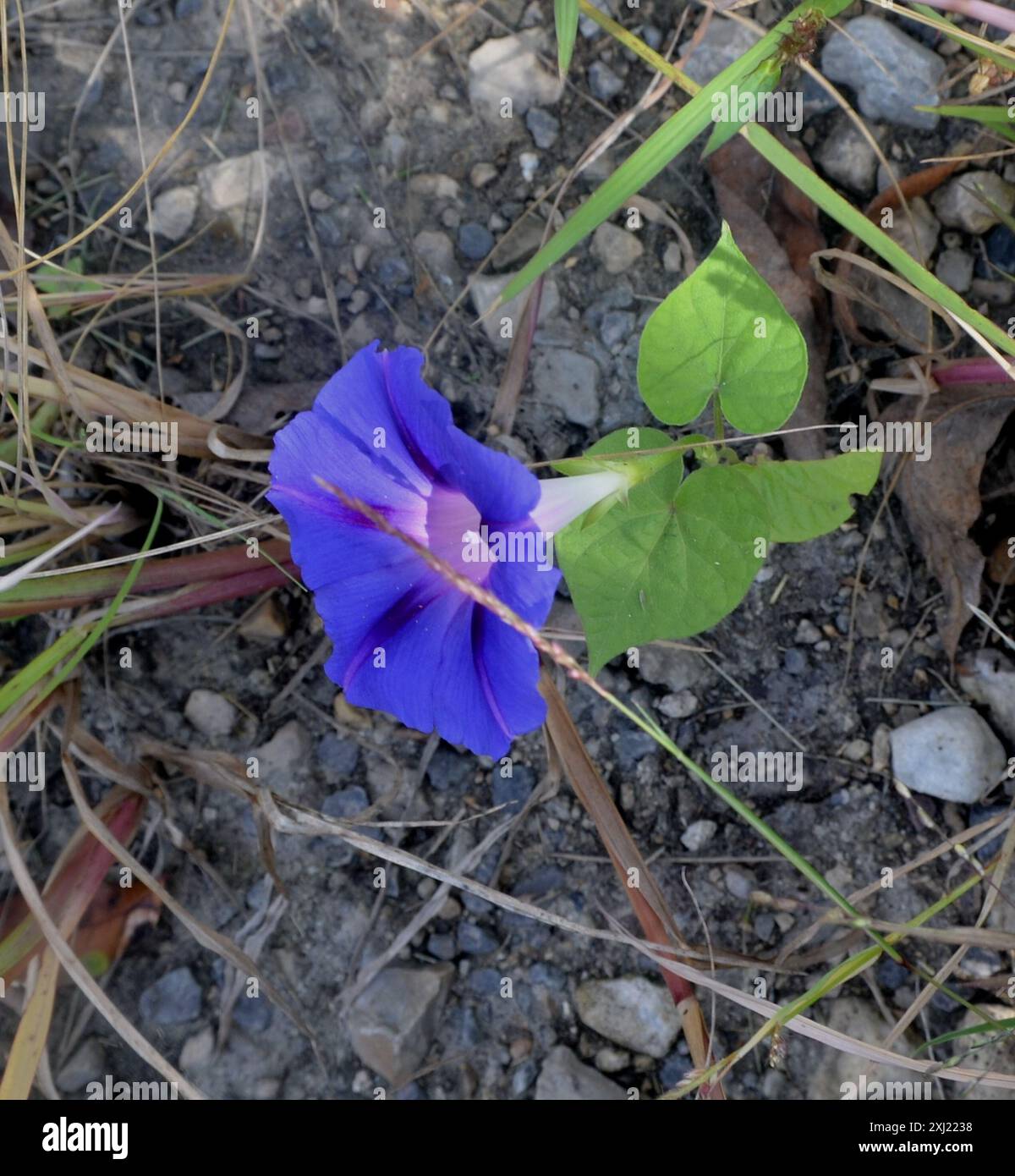 common morning-glory (Ipomoea purpurea) Plantae Stock Photo - Alamy