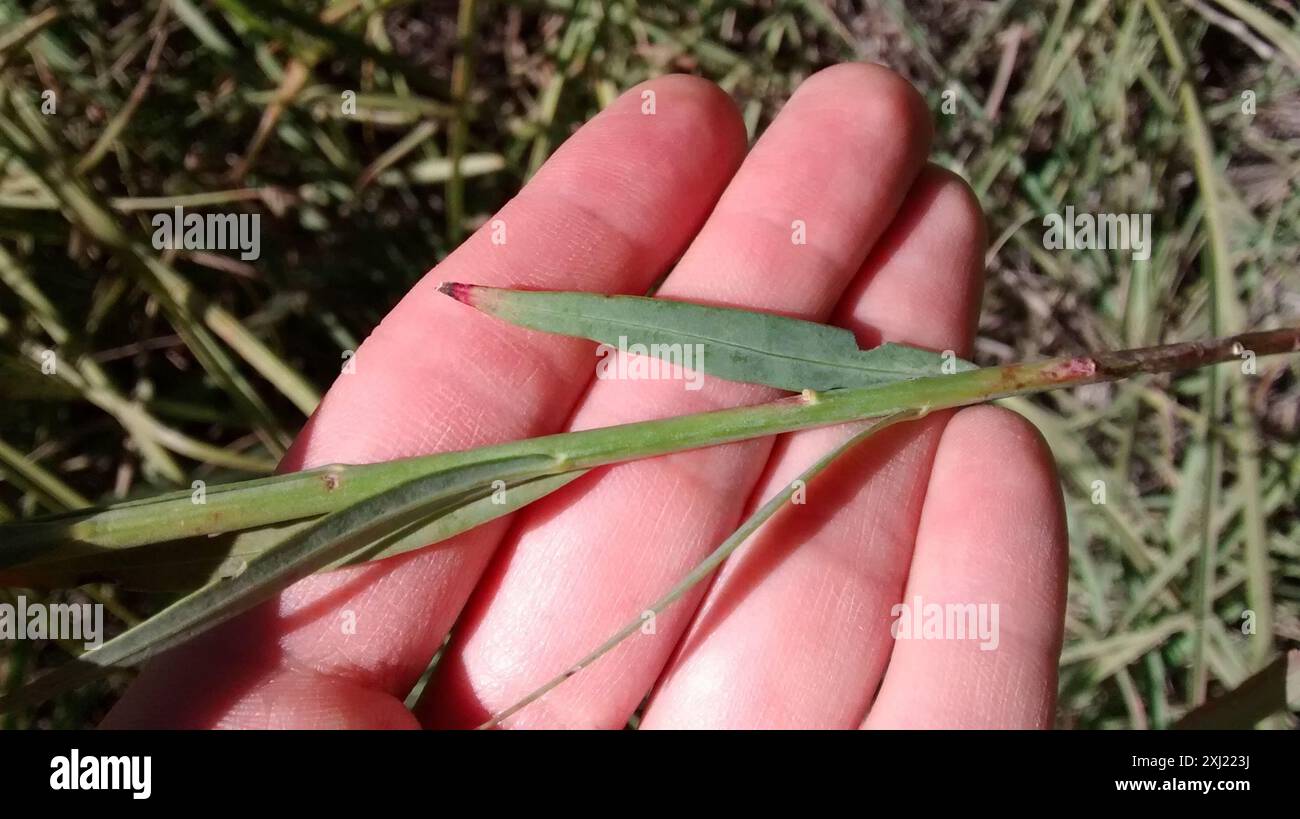 False Gaura (Oenothera glaucifolia) Plantae Stock Photo - Alamy