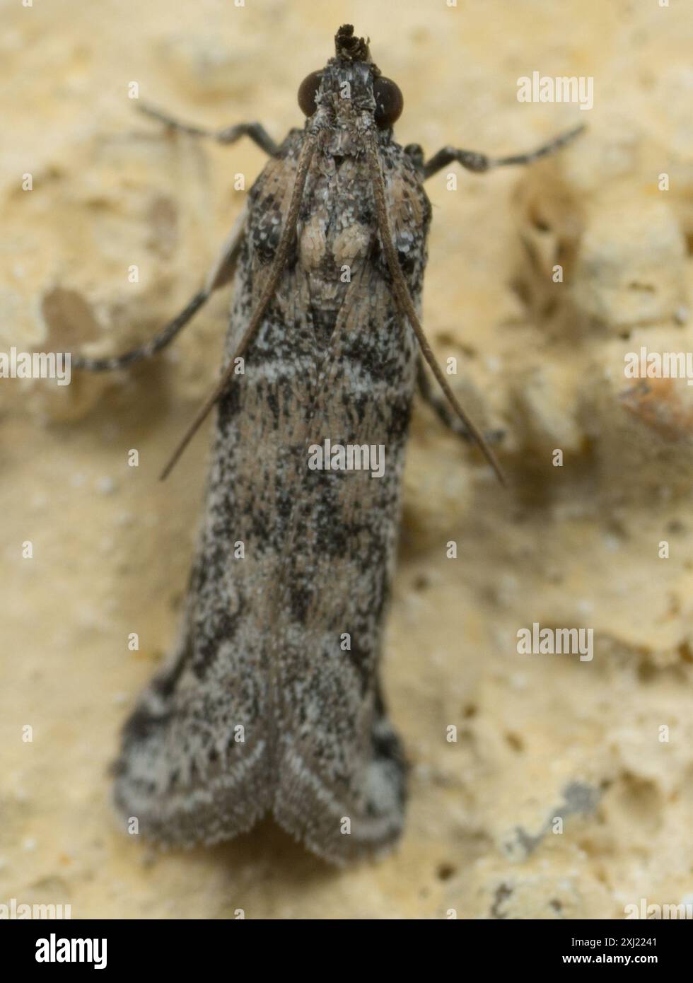 Knot-horn Moths (Phycitinae) Insecta Stock Photo - Alamy