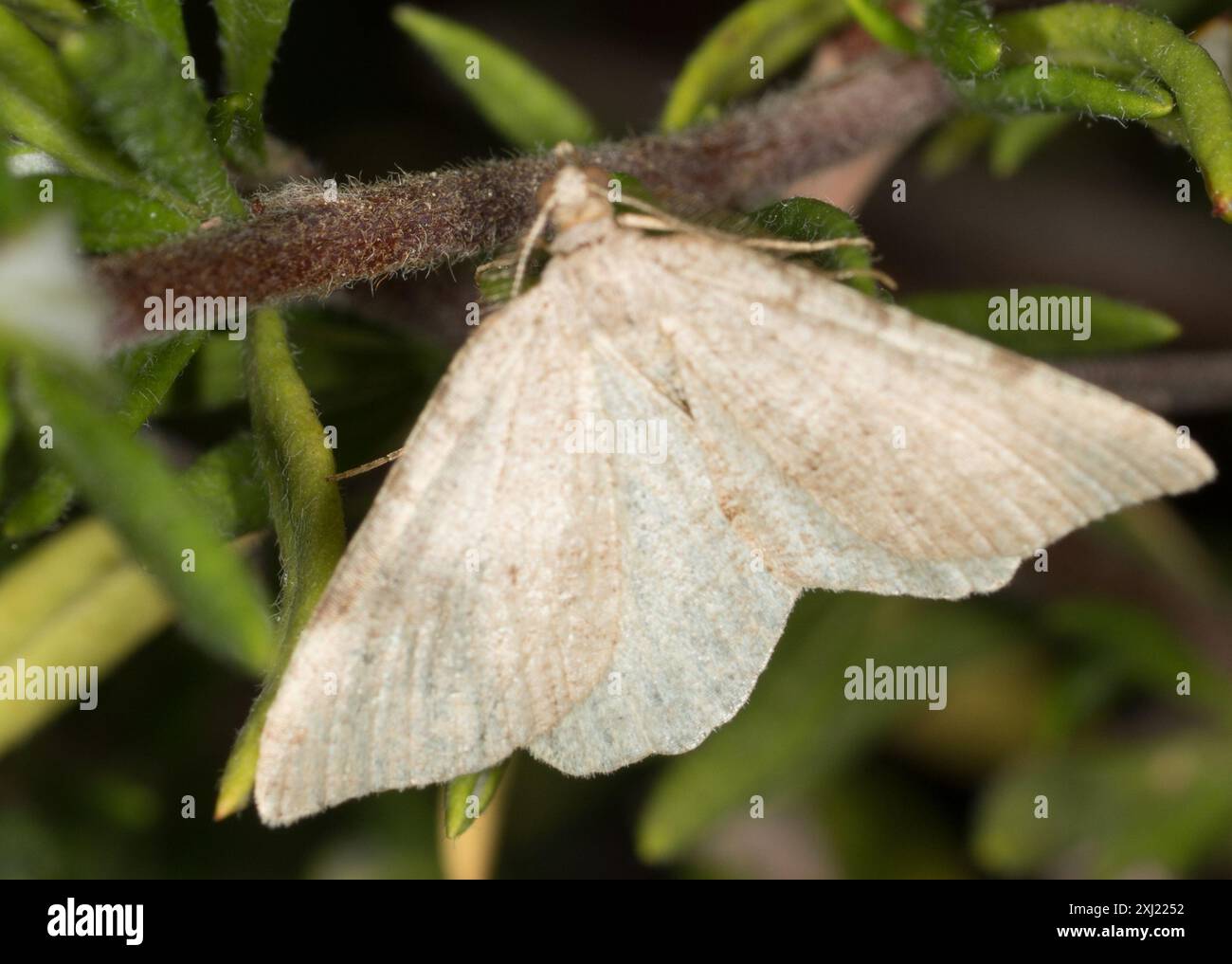 Geometer Moths (Geometridae) Insecta Stock Photo - Alamy