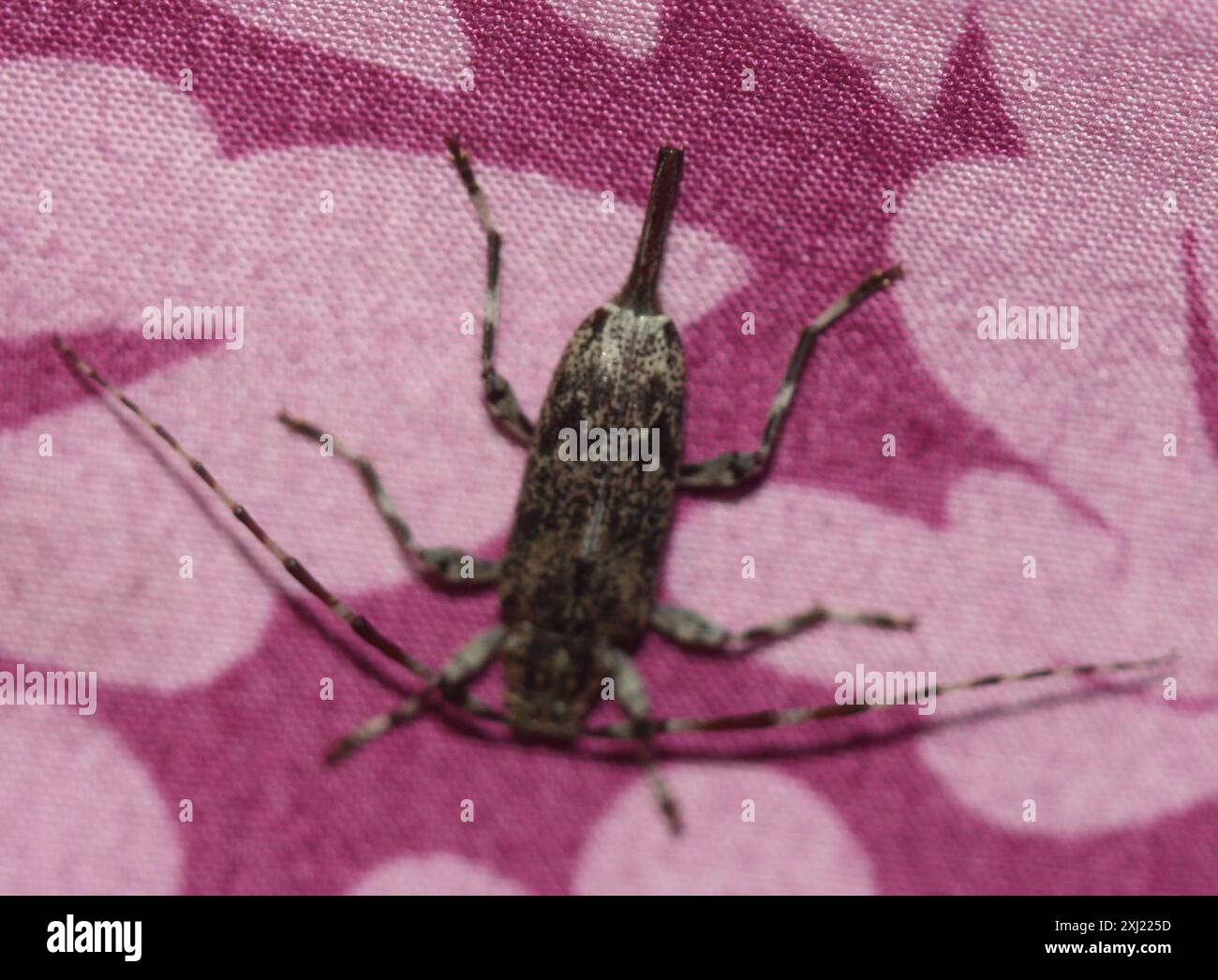 Banded Graphisurus (Graphisurus fasciatus) Insecta Stock Photo - Alamy