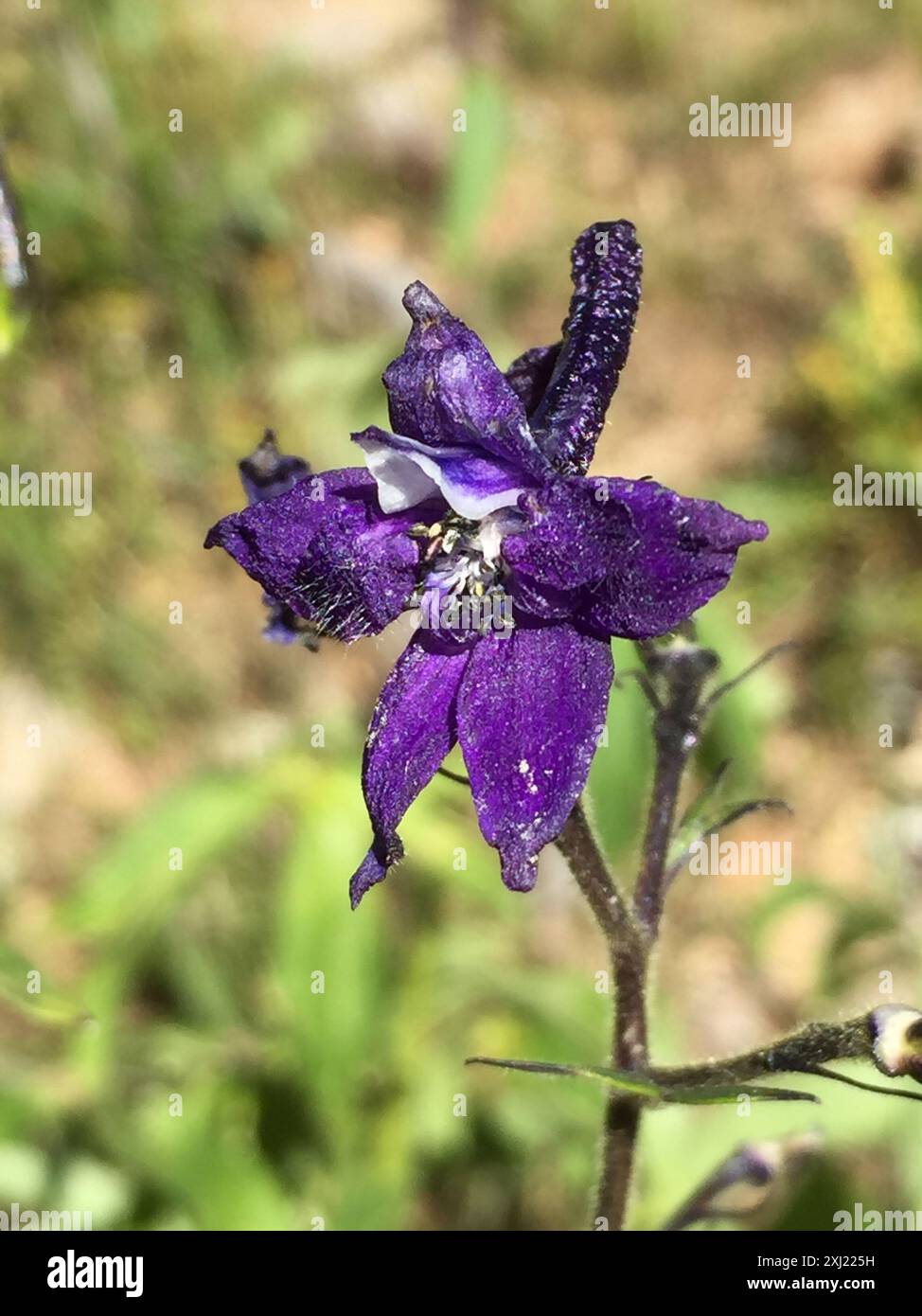 Subalpine Larkspur (Delphinium barbeyi) Plantae Stock Photo - Alamy