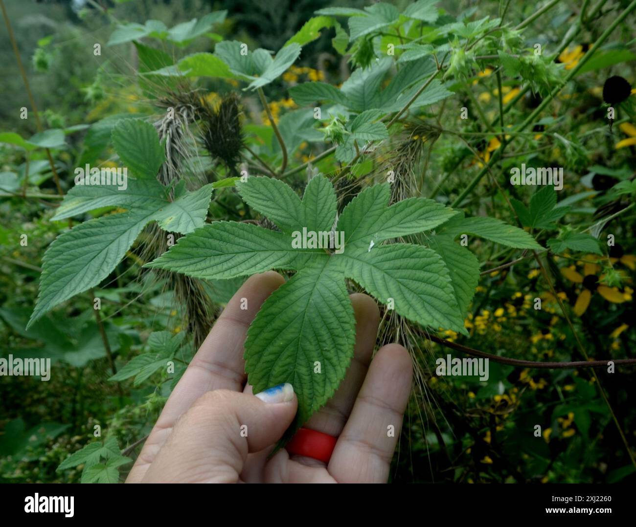 Japanese Hops (Humulus scandens) Plantae Stock Photo - Alamy