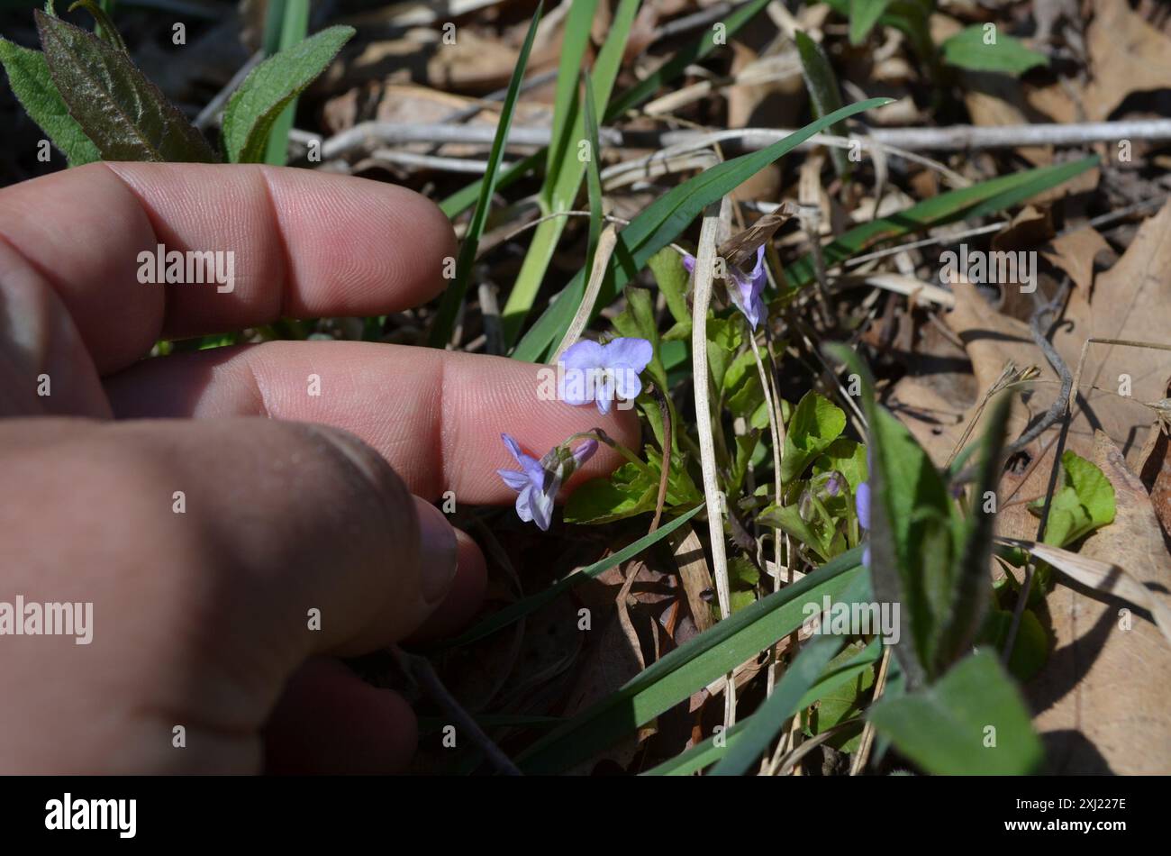 Labrador violet (Viola labradorica) Plantae Stock Photo - Alamy