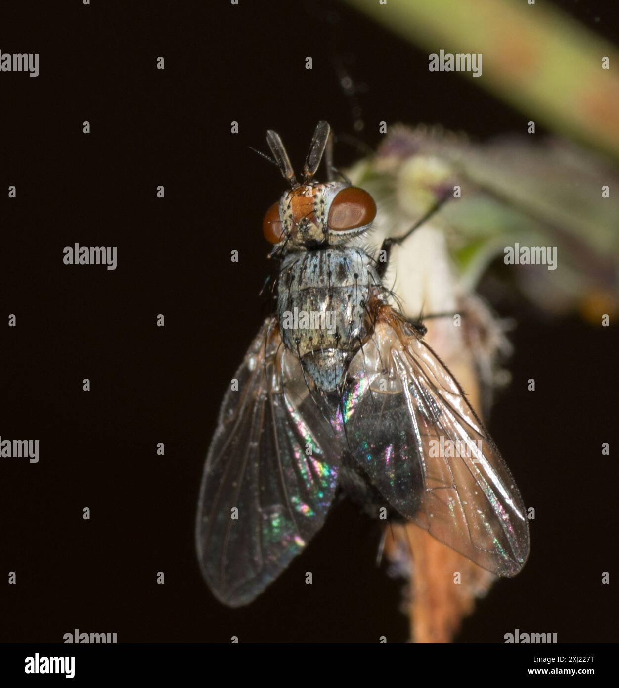 Bristle Flies (Tachinidae) Insecta Stock Photo - Alamy