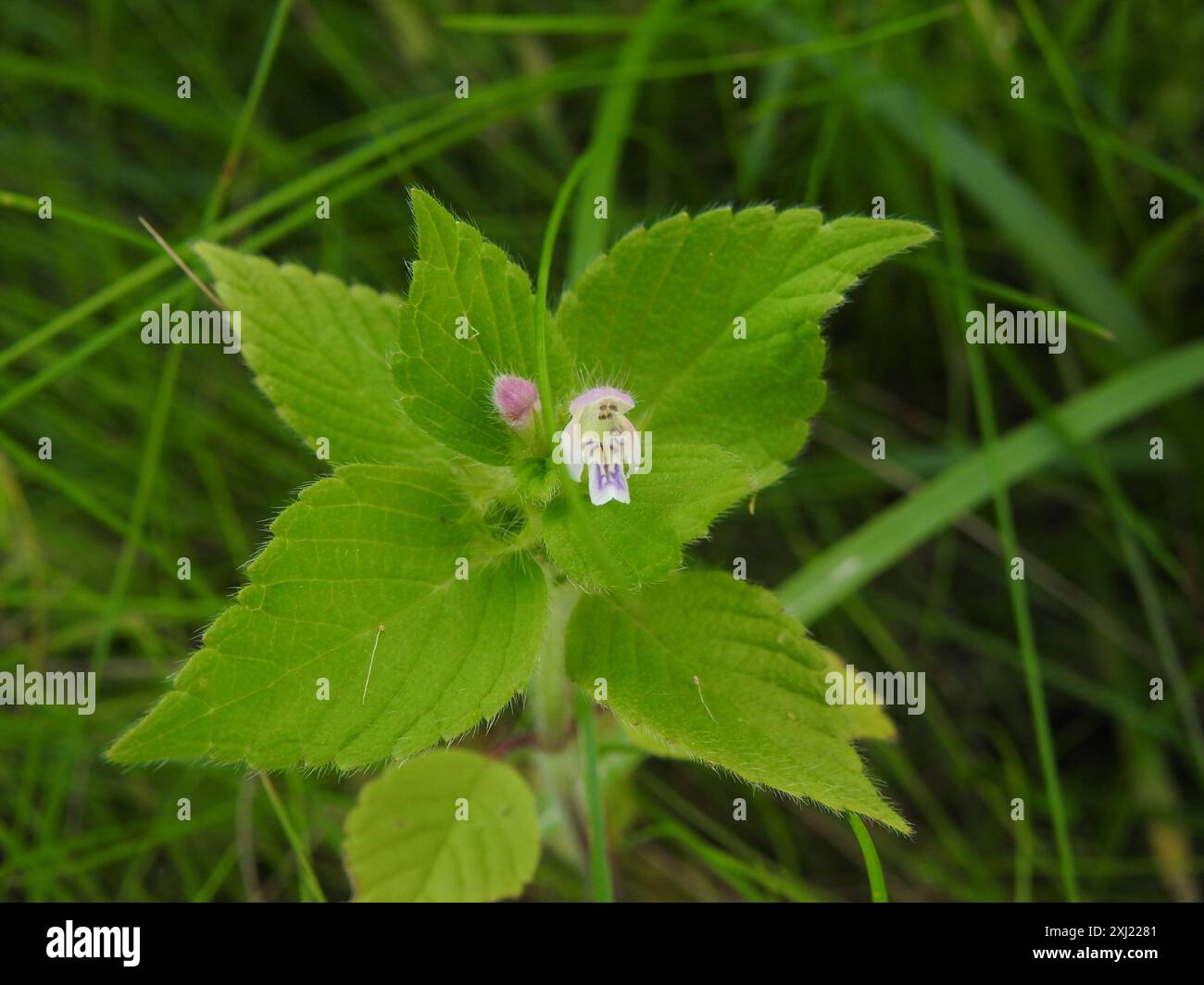 Common hemp-nettle (Galeopsis tetrahit) Plantae Stock Photo - Alamy