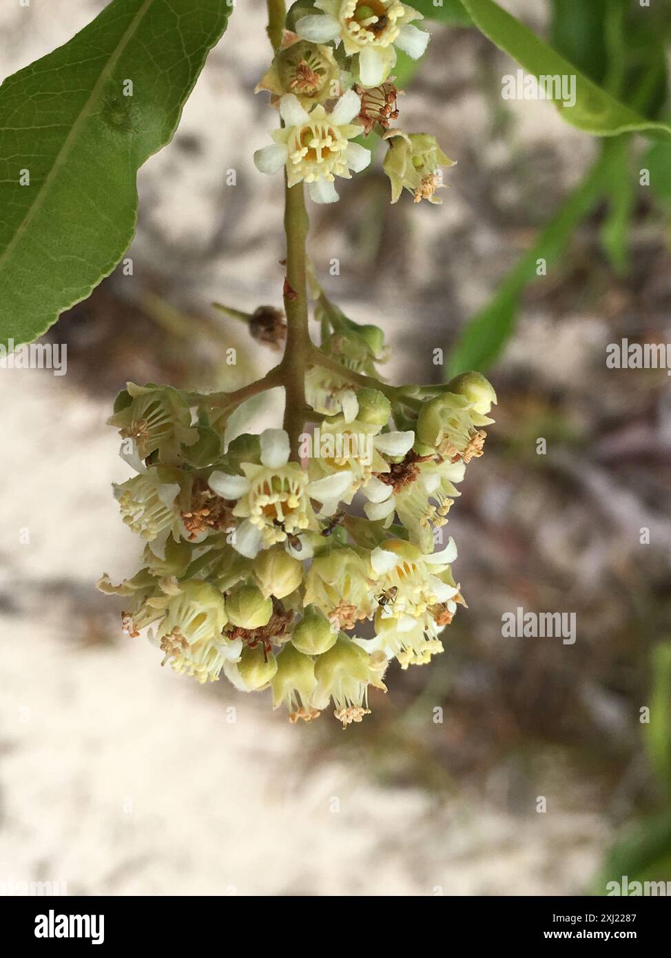 Gopher apple (Geobalanus oblongifolius) Plantae Stock Photo - Alamy