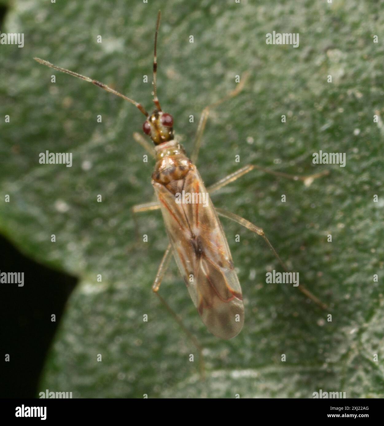 (Dicyphus paddocki) Insecta Stock Photo - Alamy