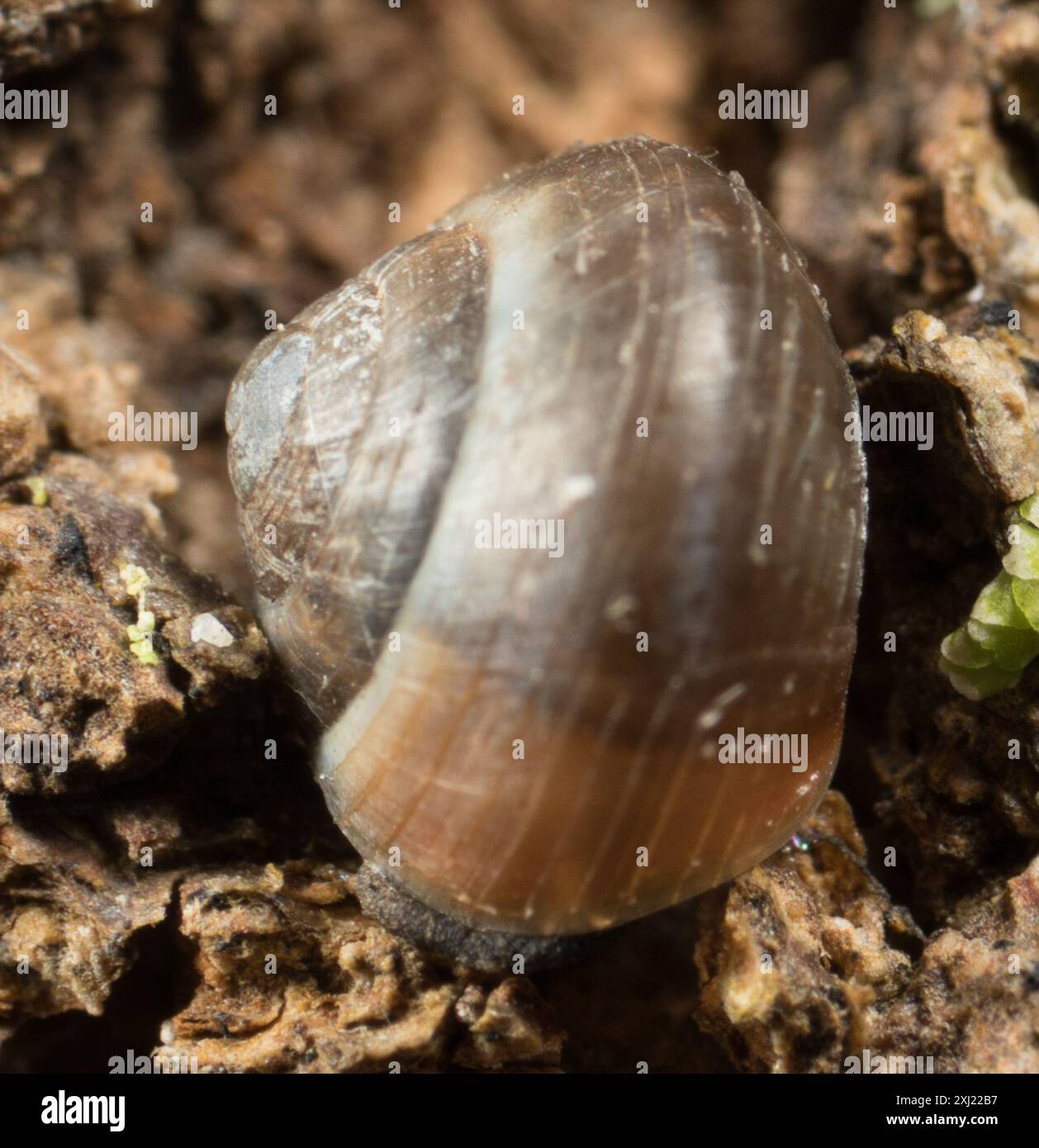 Common Land Snails and Slugs (Stylommatophora) Mollusca Stock Photo - Alamy