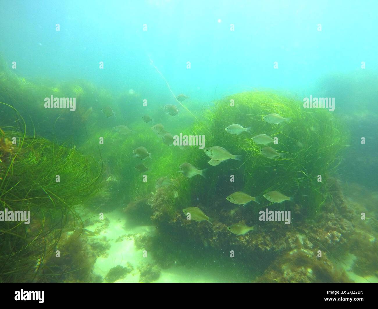 Surfperches (Embiotocidae) Actinopterygii Stock Photo - Alamy