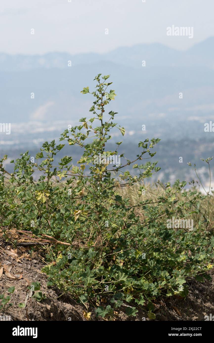 cheeseweed mallow (Malva parviflora) Plantae Stock Photo - Alamy