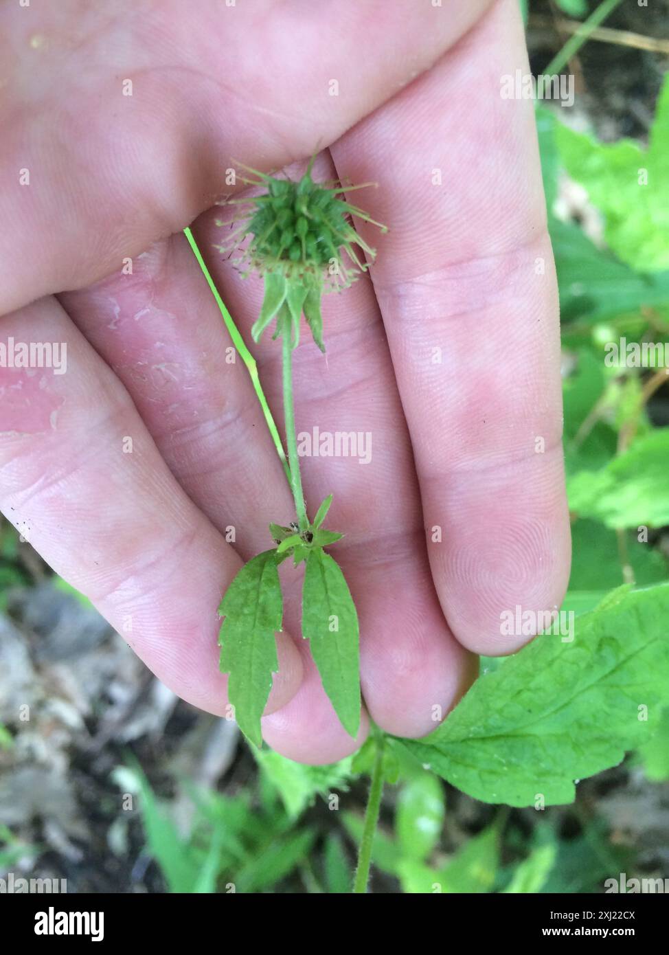 white avens (Geum canadense) Plantae Stock Photo - Alamy