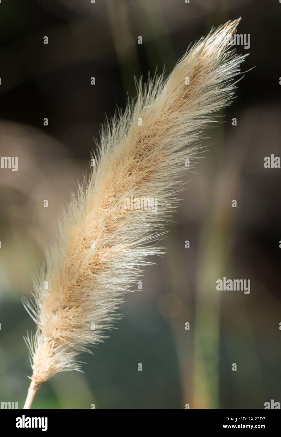 rabbitfoot grass (Polypogon monspeliensis) Plantae Stock Photo - Alamy