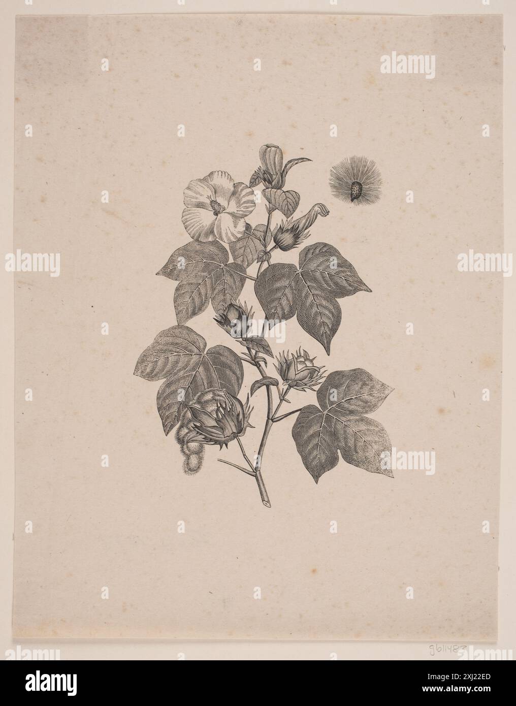 Woodcut by Andreas Flinch depicts a cotton plant, showing stem, leaves ...