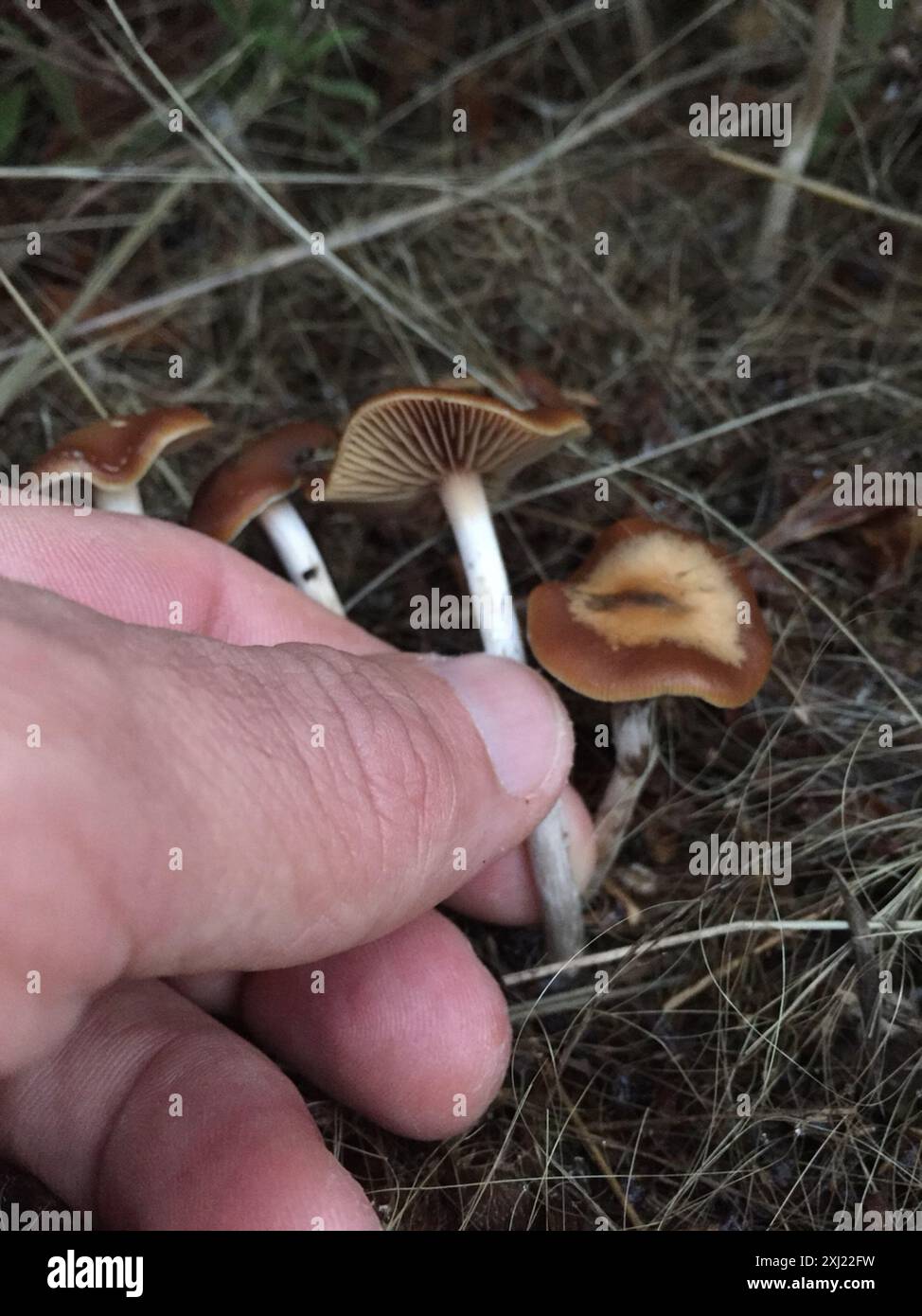 Wavy Cap (Psilocybe cyanescens) Fungi Stock Photo - Alamy