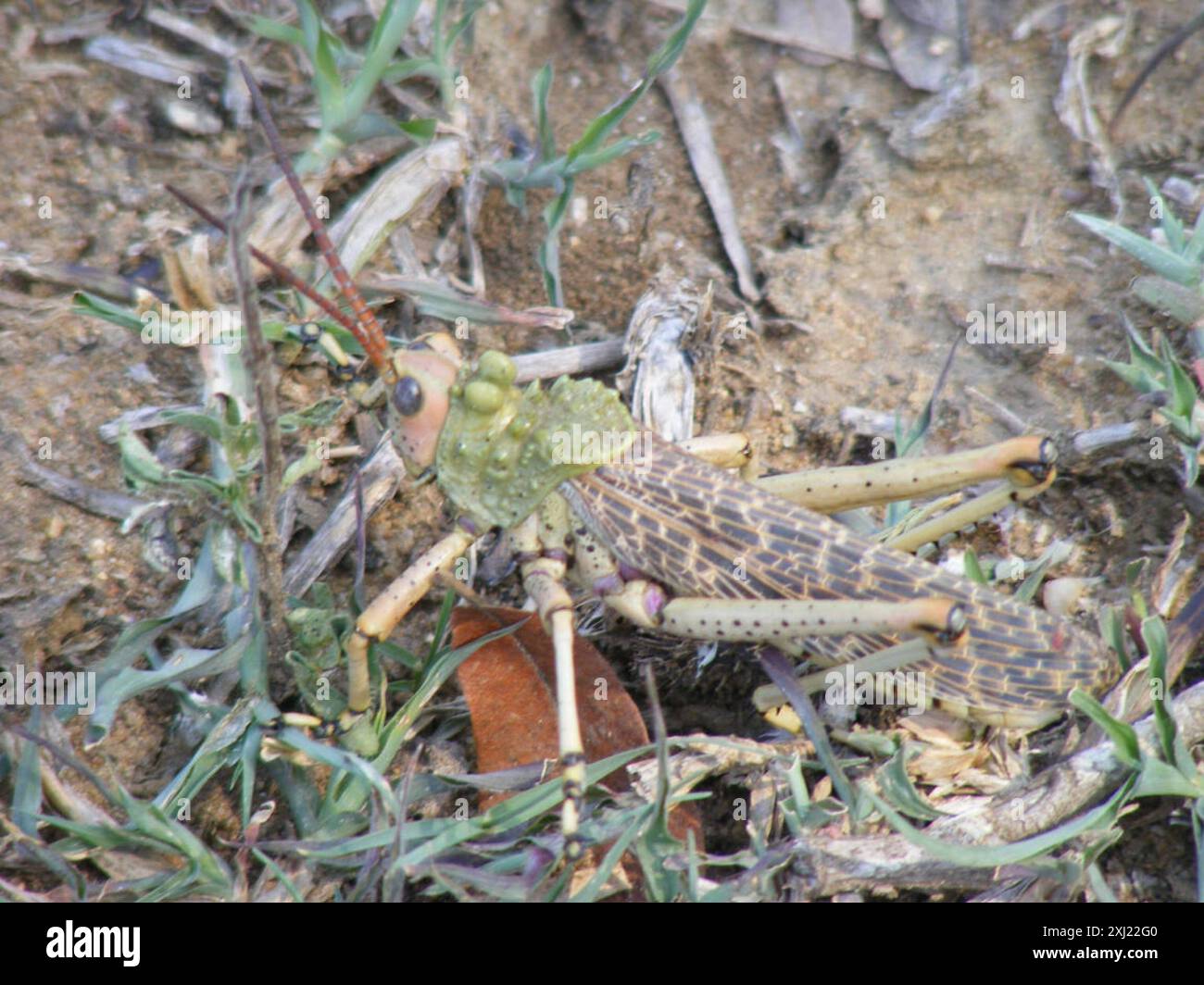 Common Leprous Milkweed Locust (Phymateus leprosus leprosus) Insecta ...