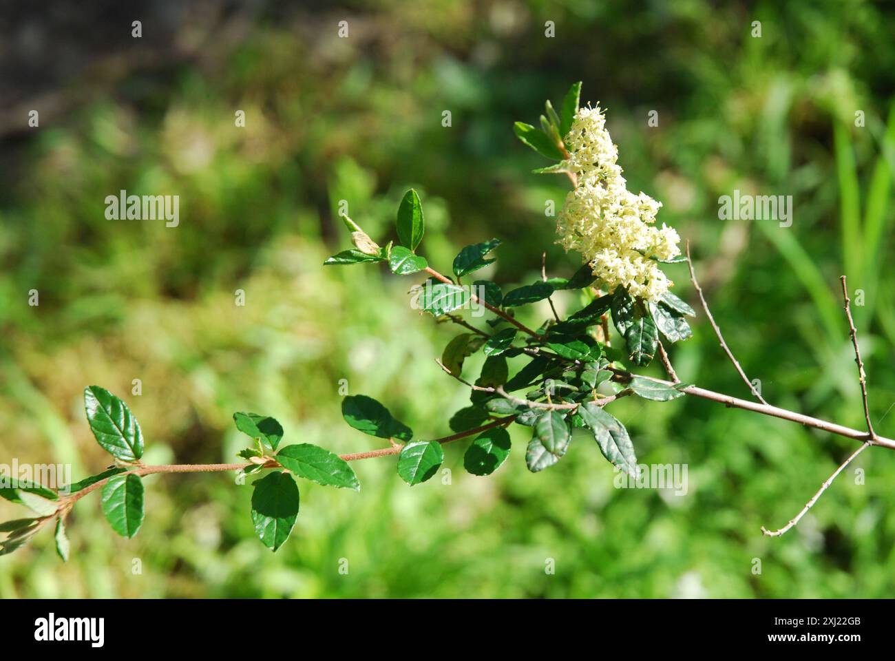 Pomaderris prunifolia hi-res stock photography and images - Alamy