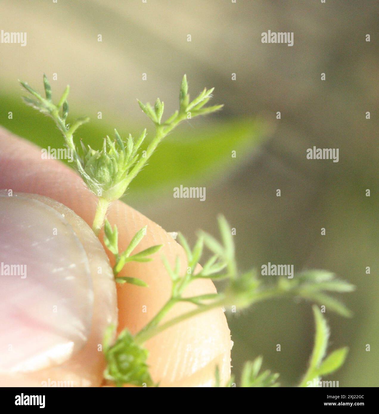 common soliva (Soliva sessilis) Plantae Stock Photo - Alamy