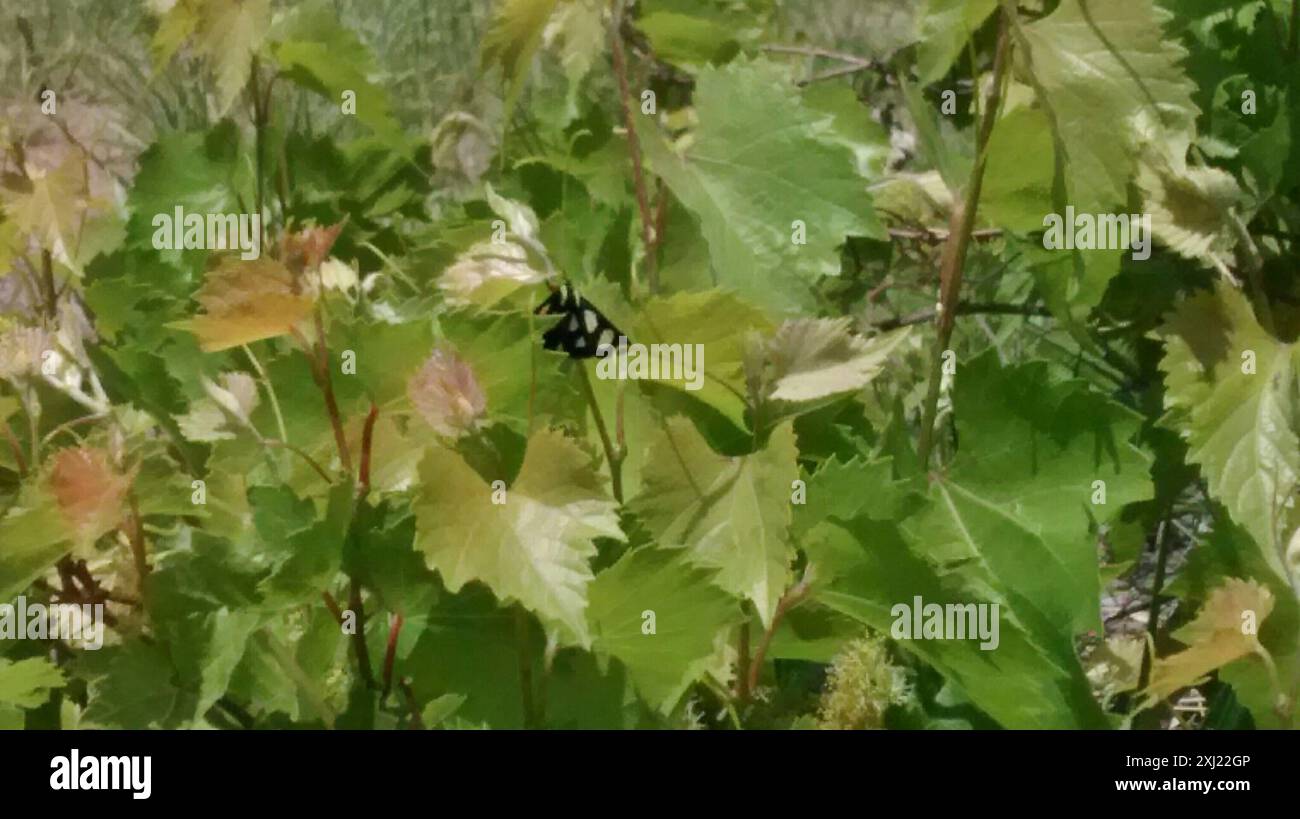 Eight-spotted Forester Moth (Alypia octomaculata) Insecta Stock Photo ...