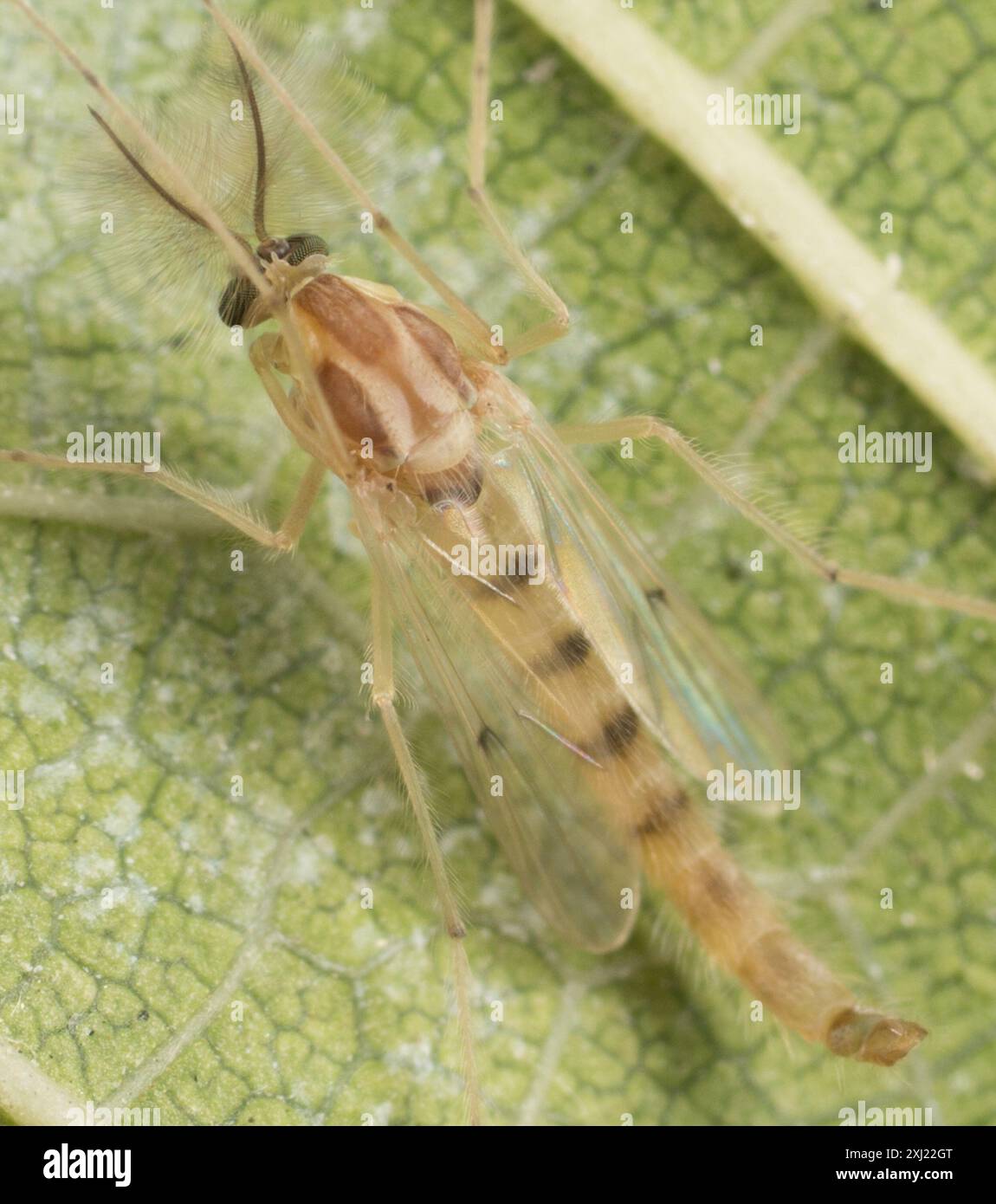 Non-biting Midges (Chironomidae) Insecta Stock Photo - Alamy