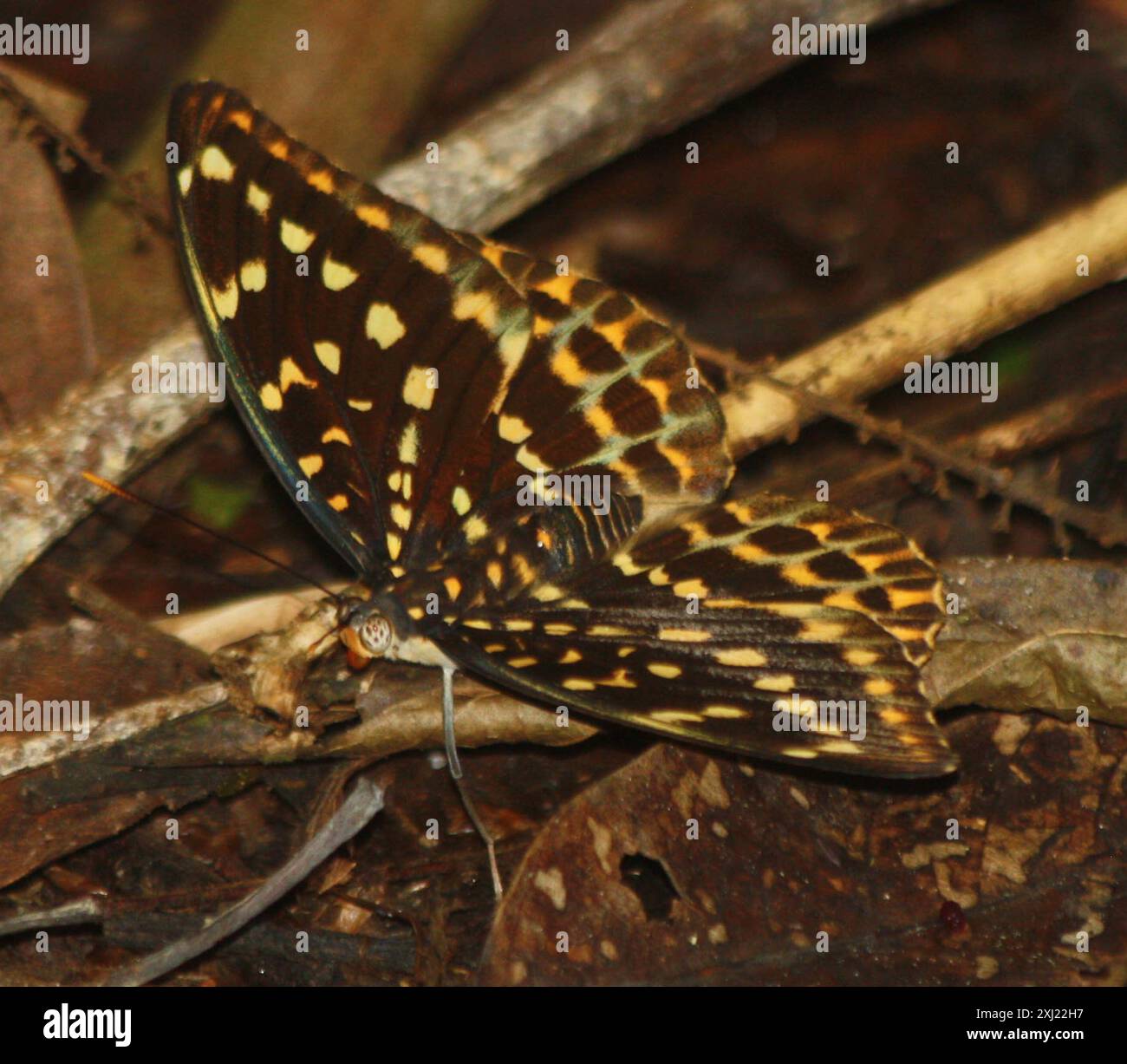 Common Archduke (Lexias pardalis) Insecta Stock Photo - Alamy