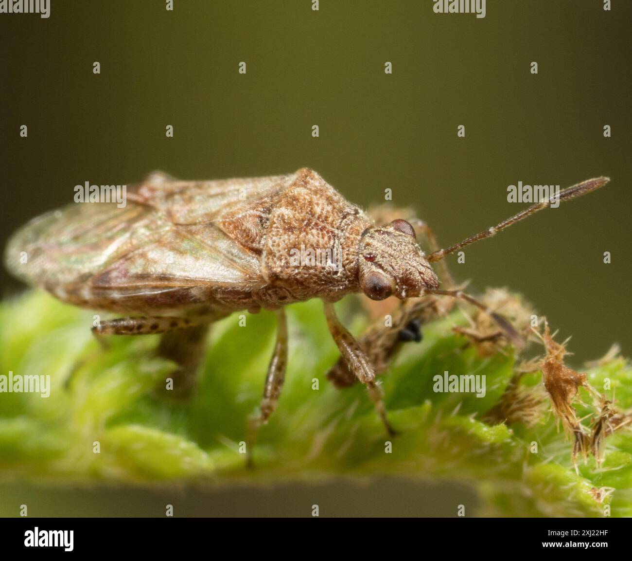 Scentless Plant Bugs (Rhopalidae) Insecta Stock Photo - Alamy