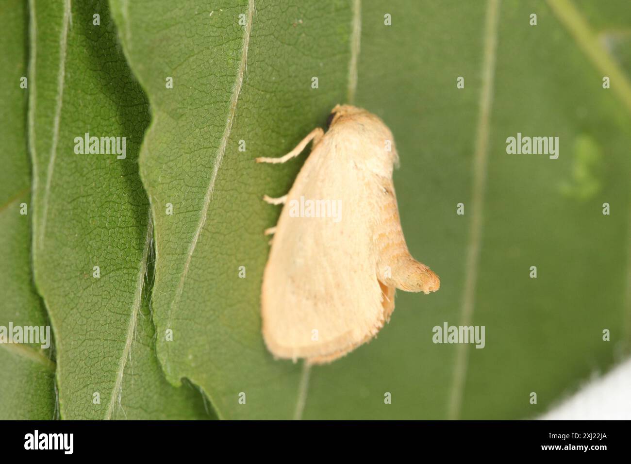 Red-crossed Button Slug Moth (Tortricidia pallida) Insecta Stock Photo ...
