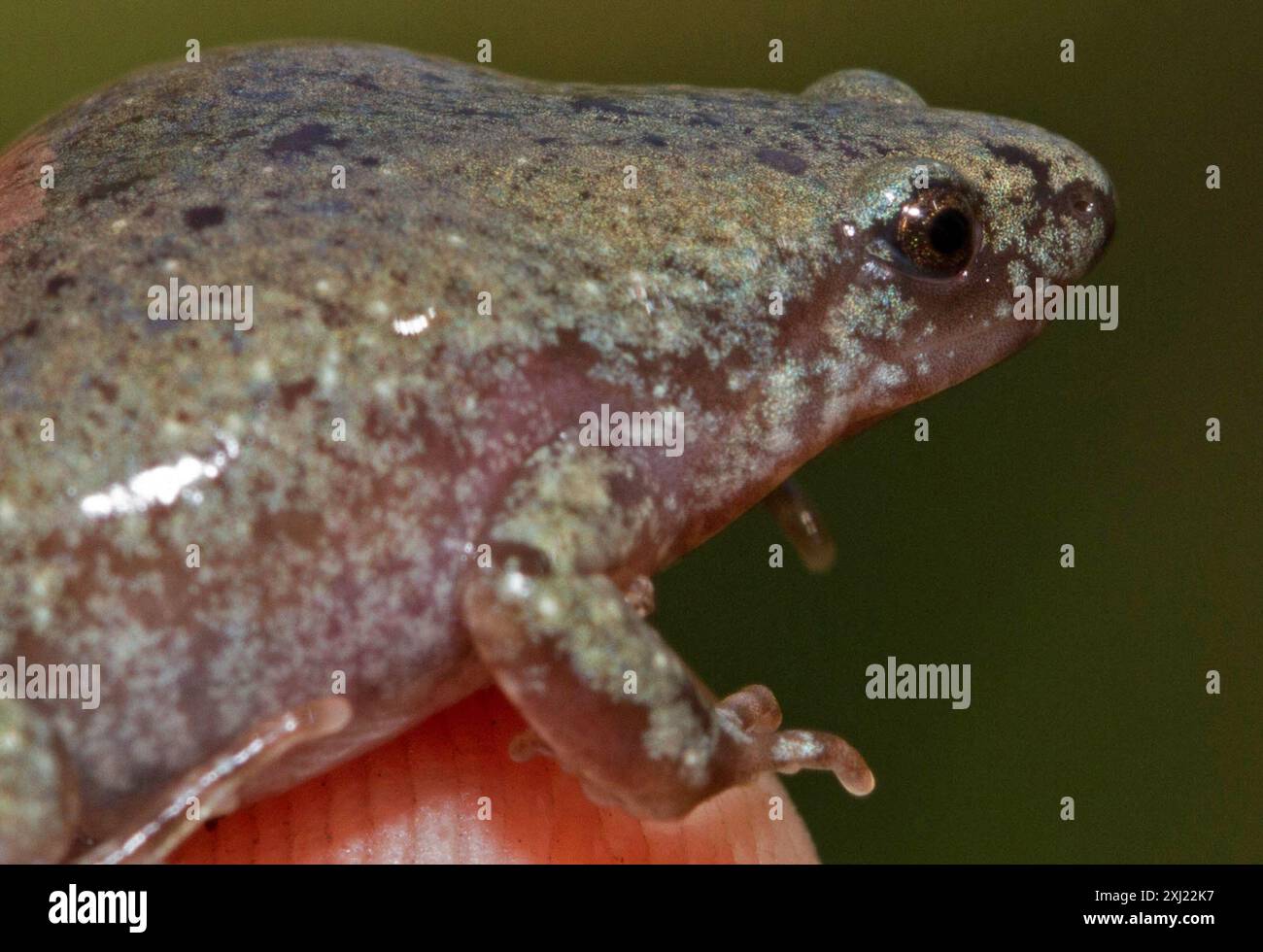 Eastern Narrow-mouthed Toad (Gastrophryne carolinensis) Amphibia Stock ...