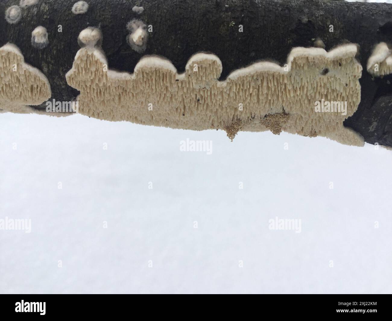 Milk-white Toothed Polypore (Irpex lacteus) Fungi Stock Photo - Alamy