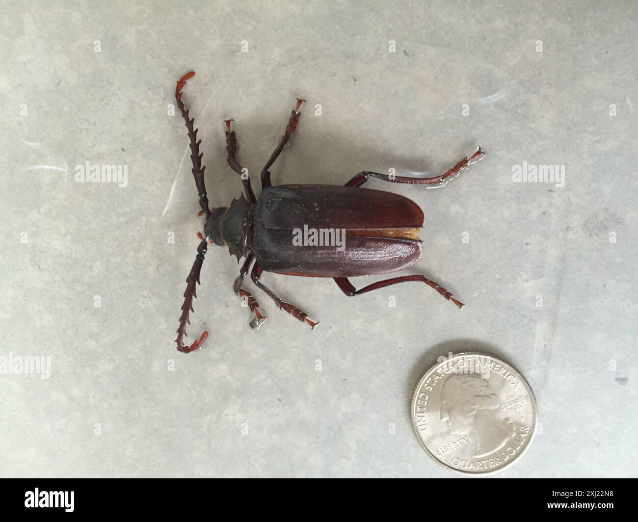 California Root Borer (Prionus californicus) Insecta Stock Photo - Alamy