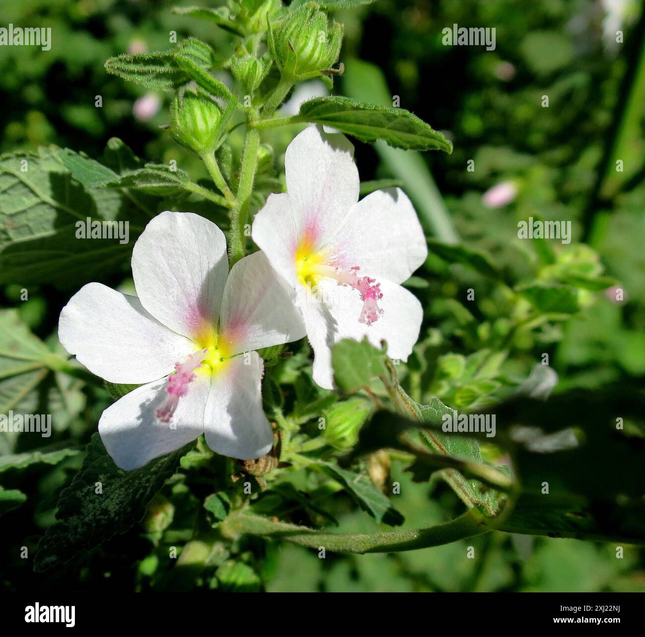 Pink Swampmallow (Pavonia columella) Plantae Stock Photo - Alamy