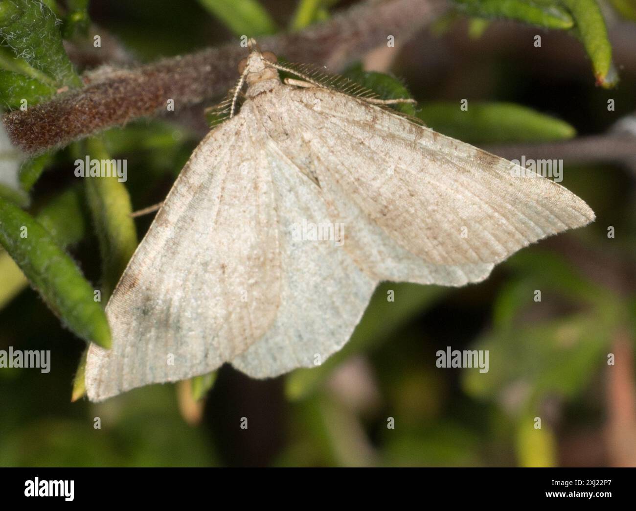 Geometer Moths (Geometridae) Insecta Stock Photo - Alamy