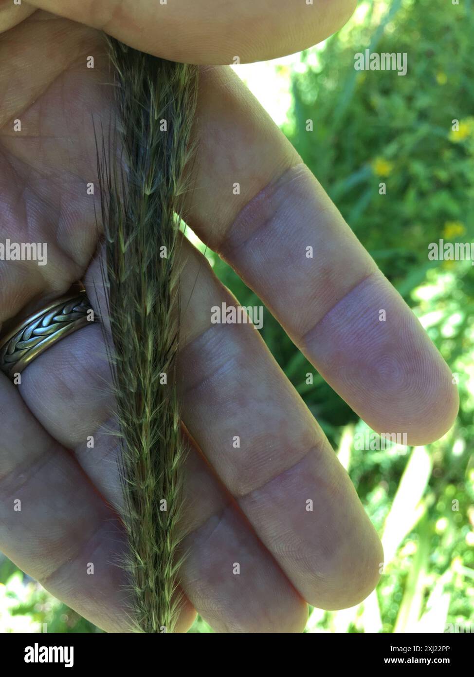 woolly beardgrass (Erianthus alopecuroides) Plantae Stock Photo - Alamy