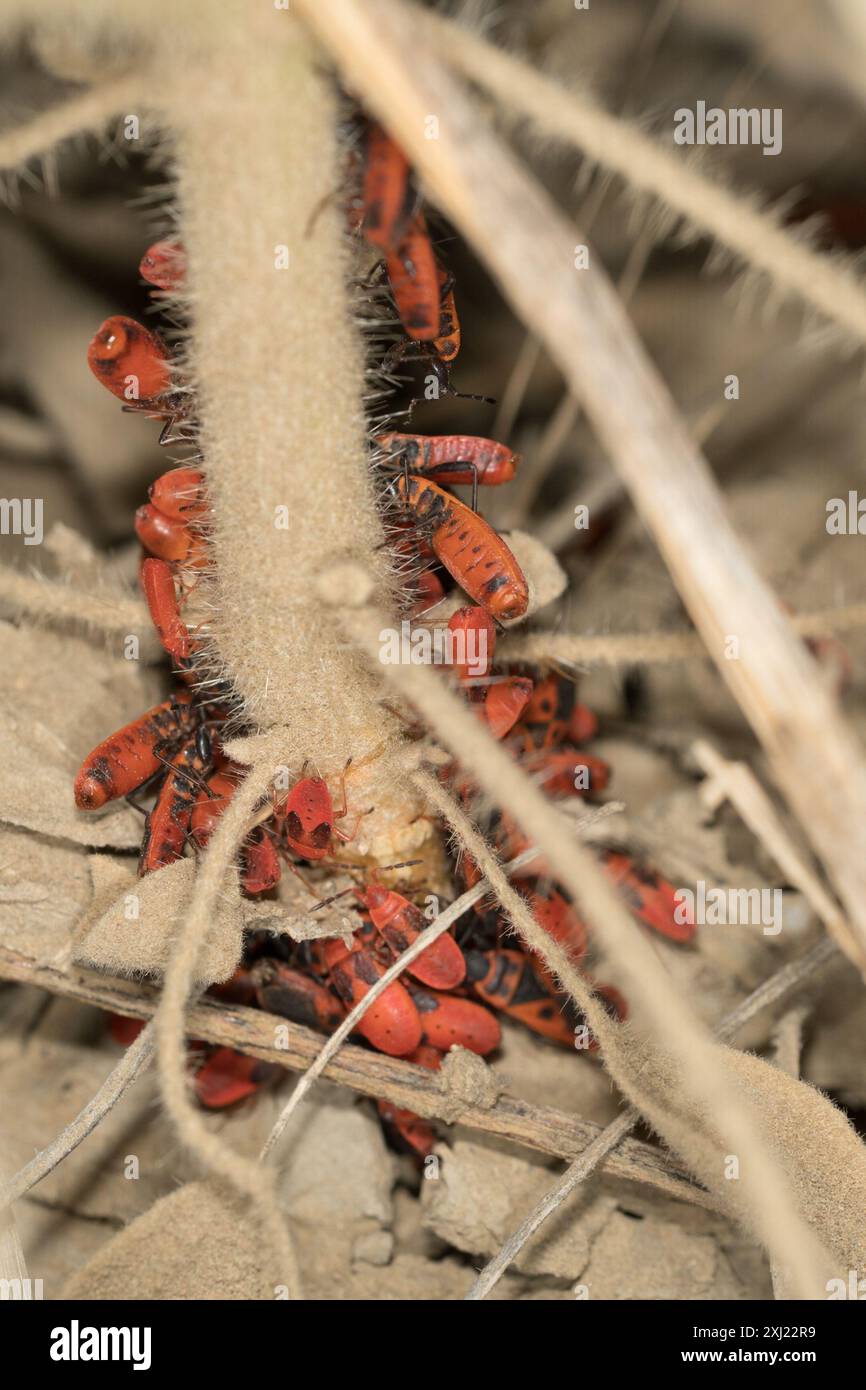 Mediterranean red bug (Scantius aegyptius) Insecta Stock Photo - Alamy
