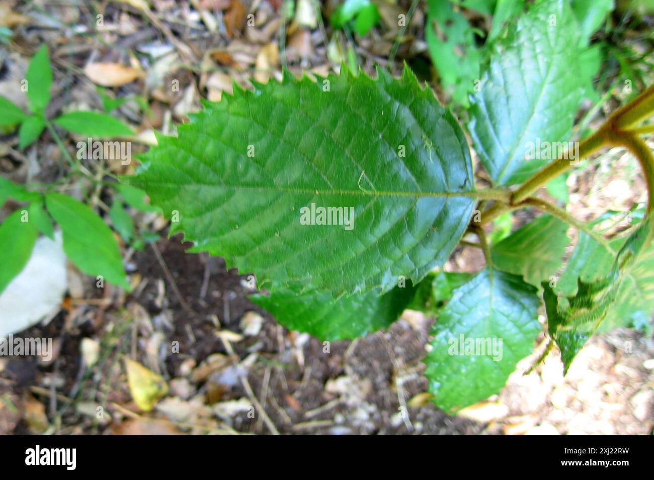 Assegai tree (Curtisia dentata) Plantae Stock Photo - Alamy