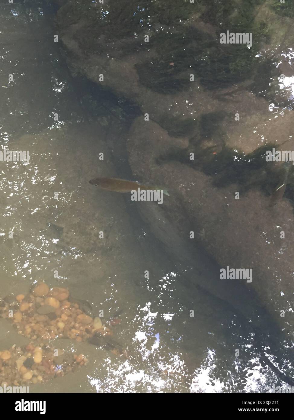 Common Sunfishes (Lepomis) Actinopterygii Stock Photo - Alamy