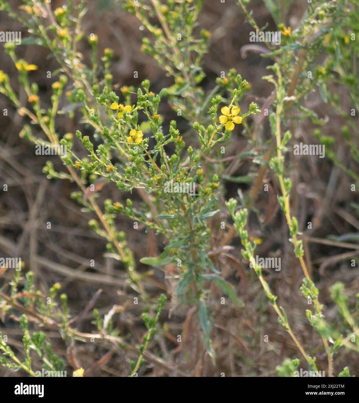 Clustered Tarweed (Deinandra fasciculata) Plantae Stock Photo - Alamy