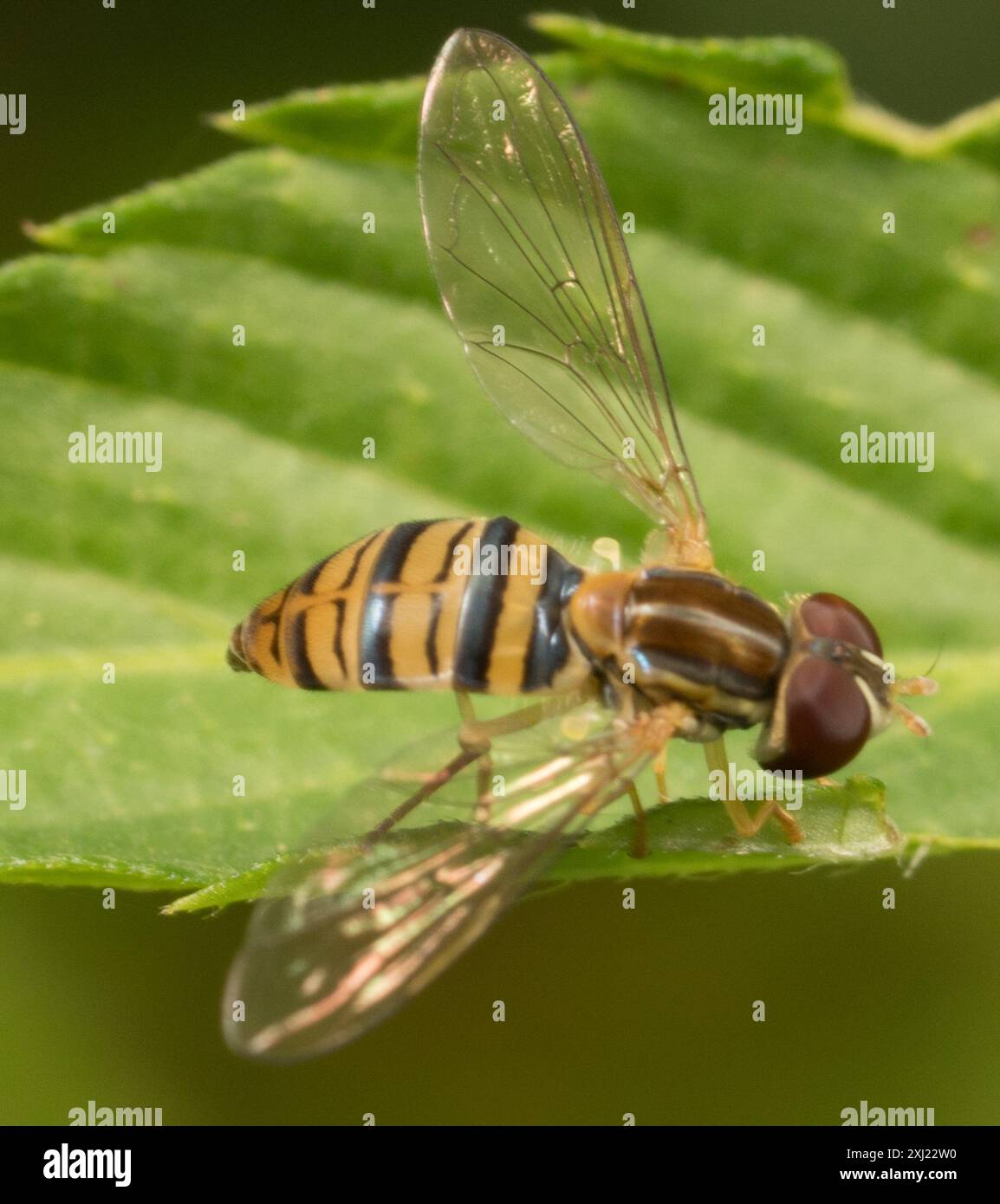 Maize Calligrapher (Toxomerus politus) Insecta Stock Photo - Alamy