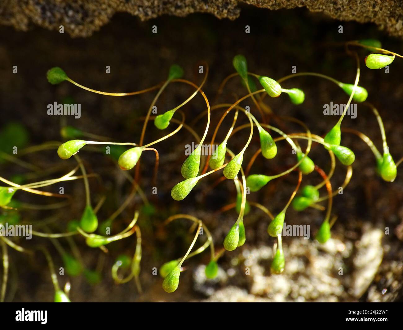 Bonfire moss (Funaria hygrometrica) Plantae Stock Photo - Alamy