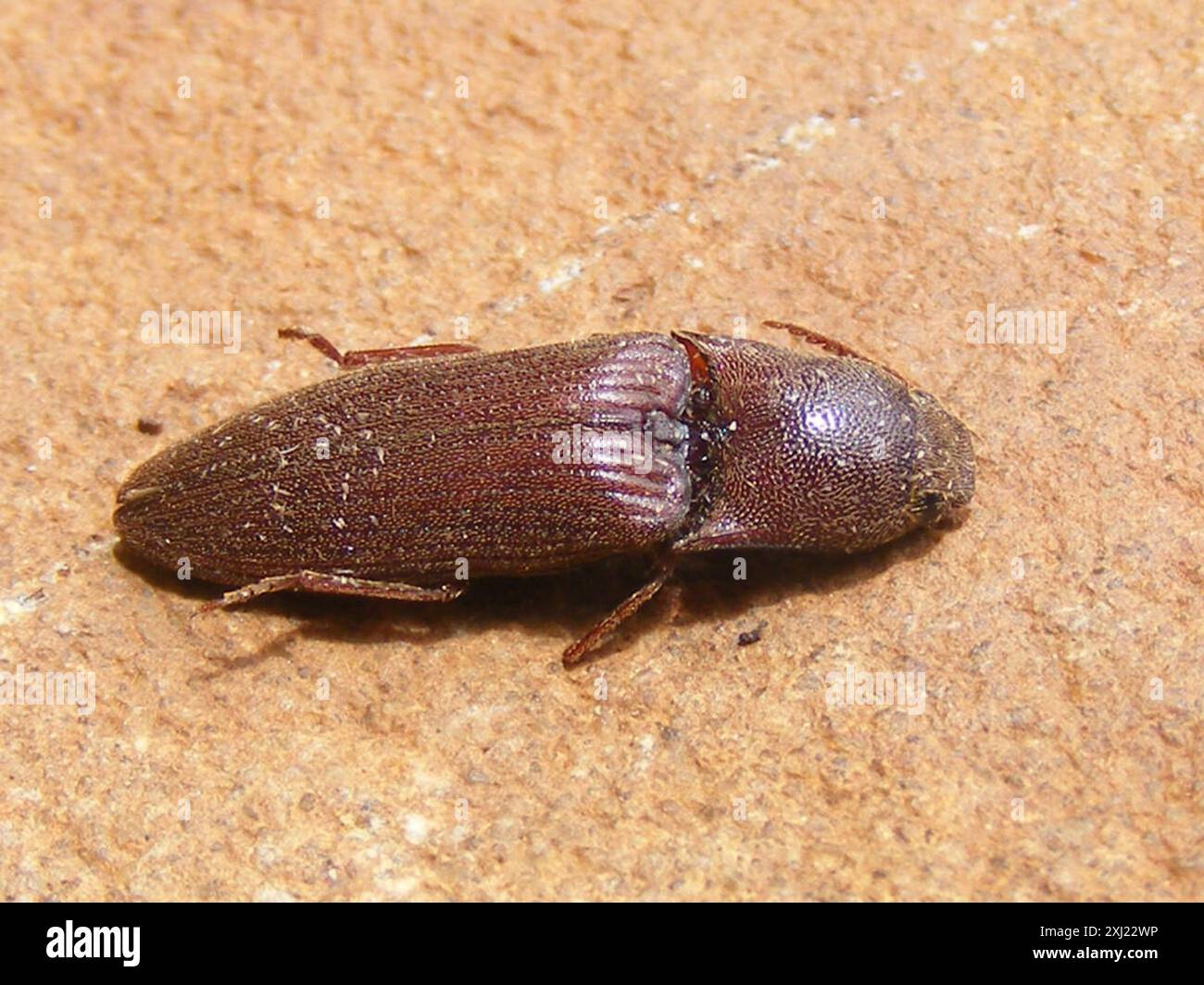 Click Beetles (Elateridae) Insecta Stock Photo - Alamy